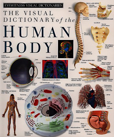 Human Body (DK Visual Dictionaries) מאת DK Publishing | סימניה - ספרים ...